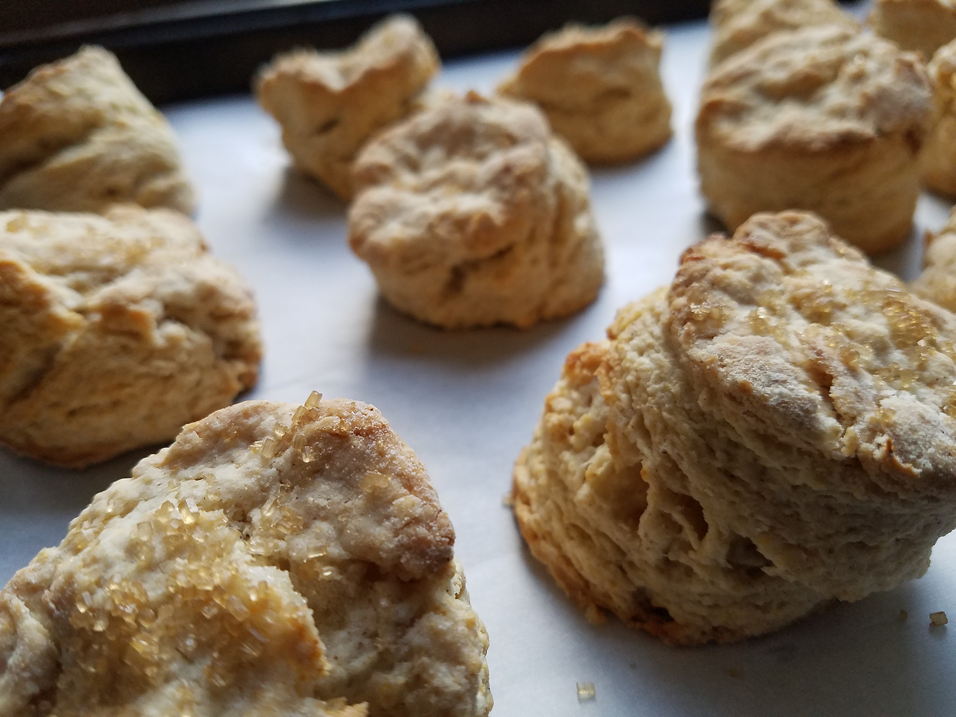 Batch 58 - Fresh baked scones